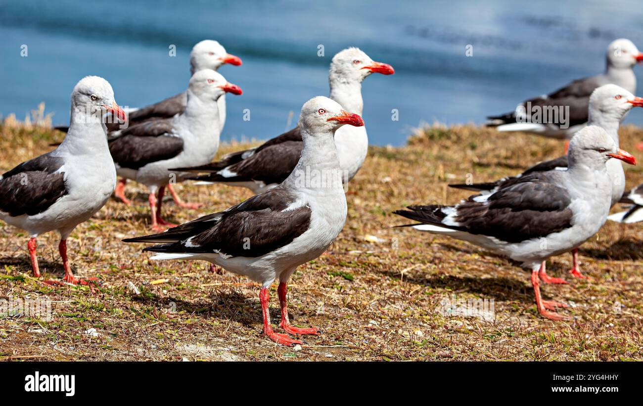Birdwatching argentina hi-res stock photography and images - Alamy