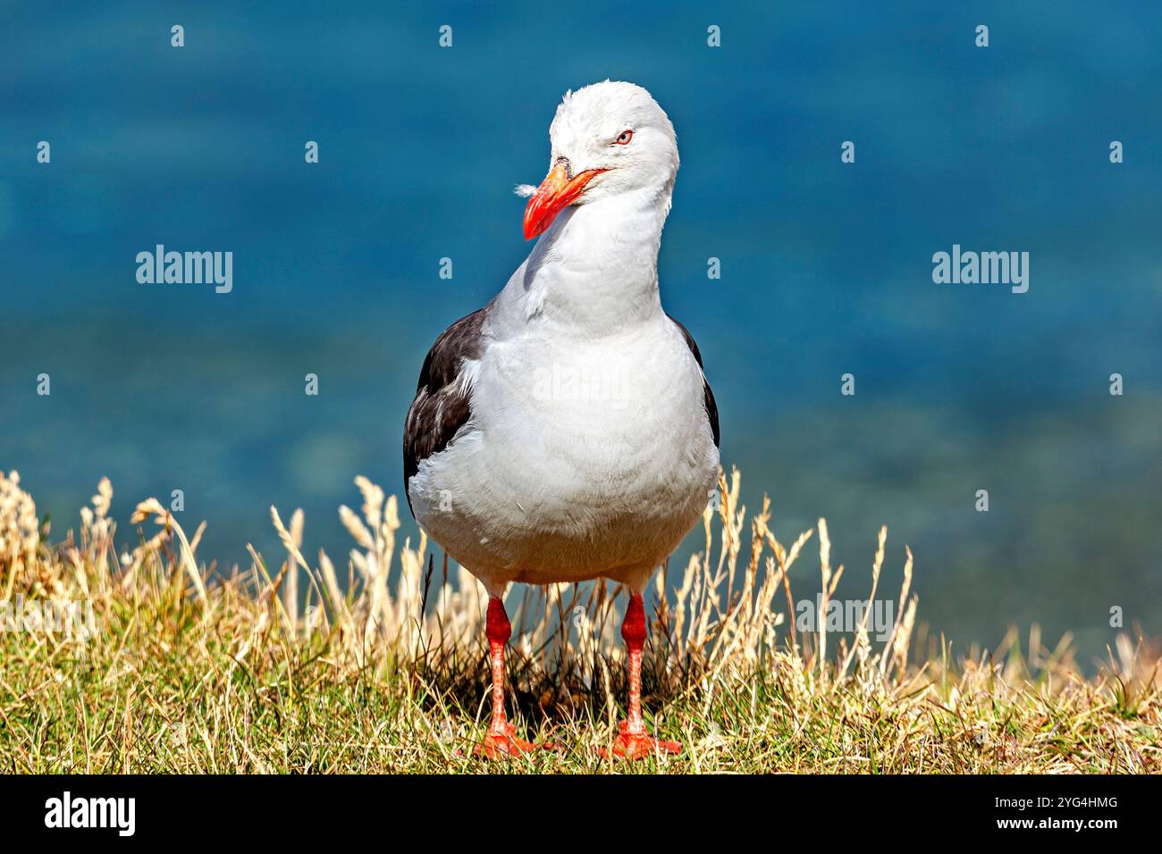 Birdwatching argentina hi-res stock photography and images - Alamy