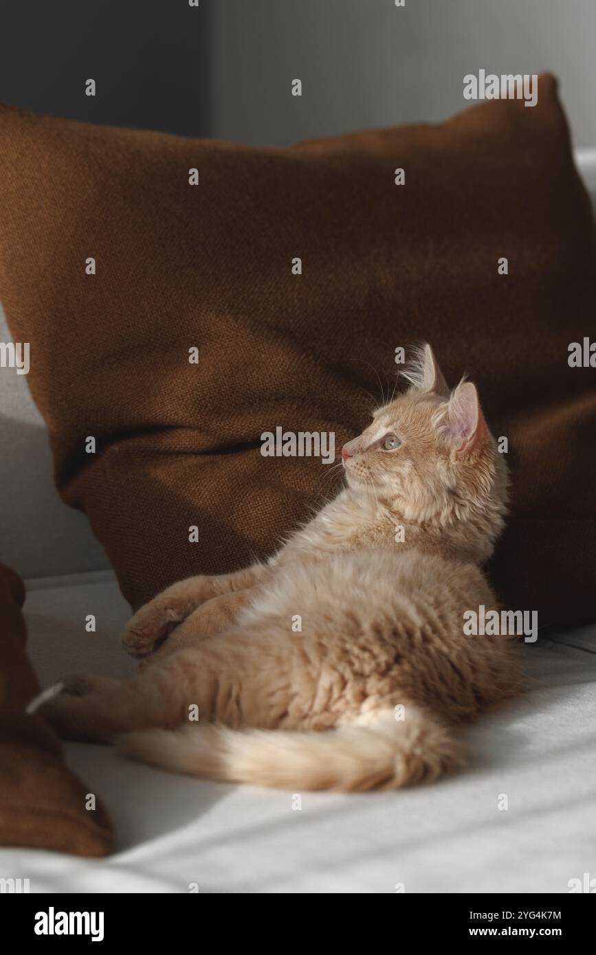 4 months old charming and charismatic ginger kitten grooming on the ...