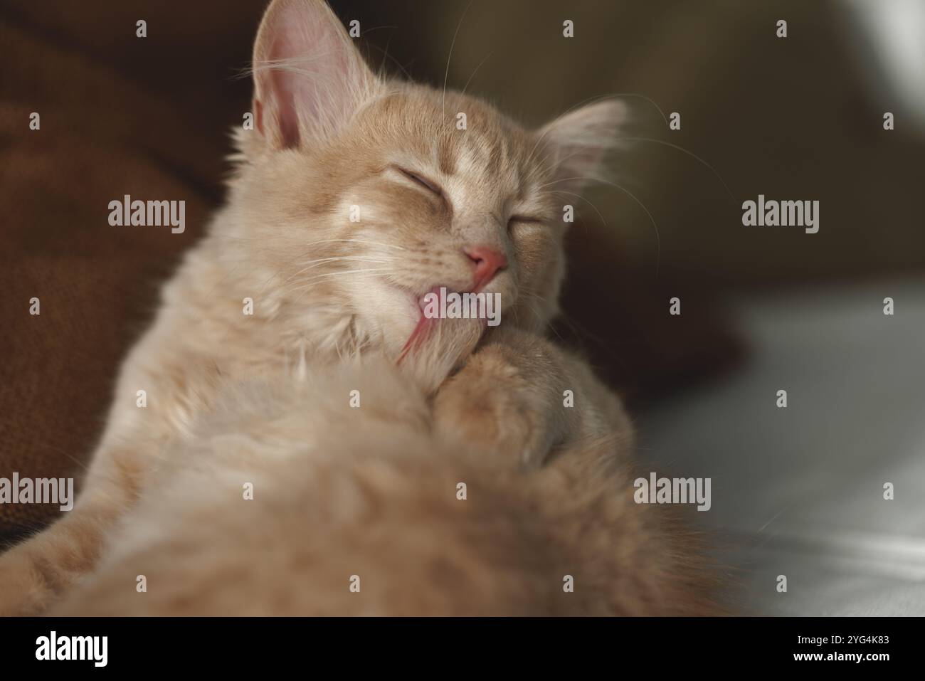 4 months old charming and charismatic ginger kitten grooming on the ...