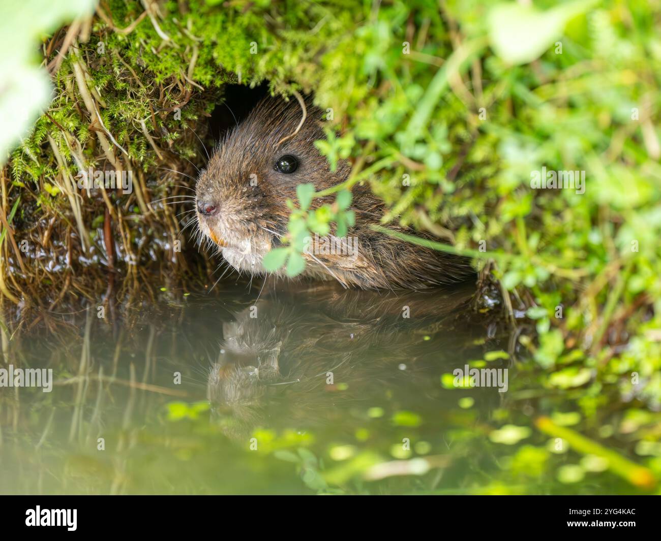 Watrer Vole Feeding From a Burrow Stock Photo - Alamy