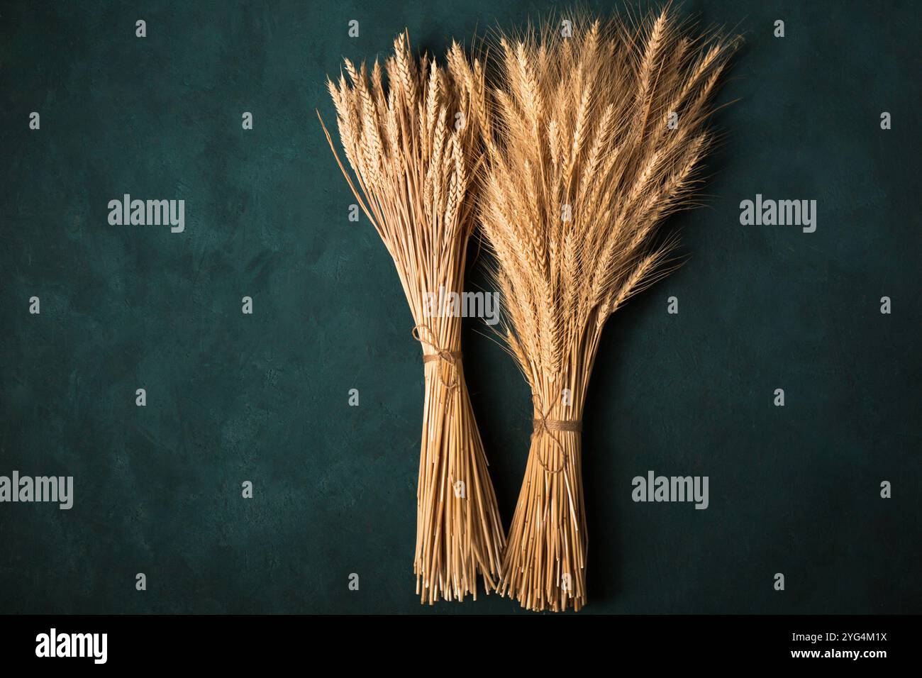Two sheaves of rye and wheat on a dark turquoise background, top view ...