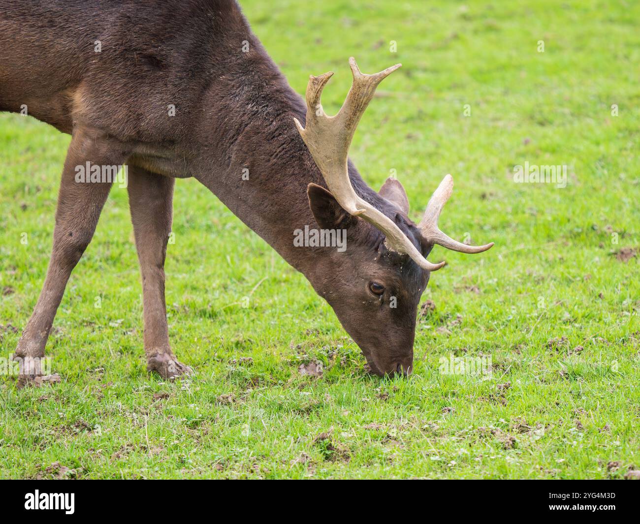 Fallow Deer With a Broken Antler Stock Photo - Alamy
