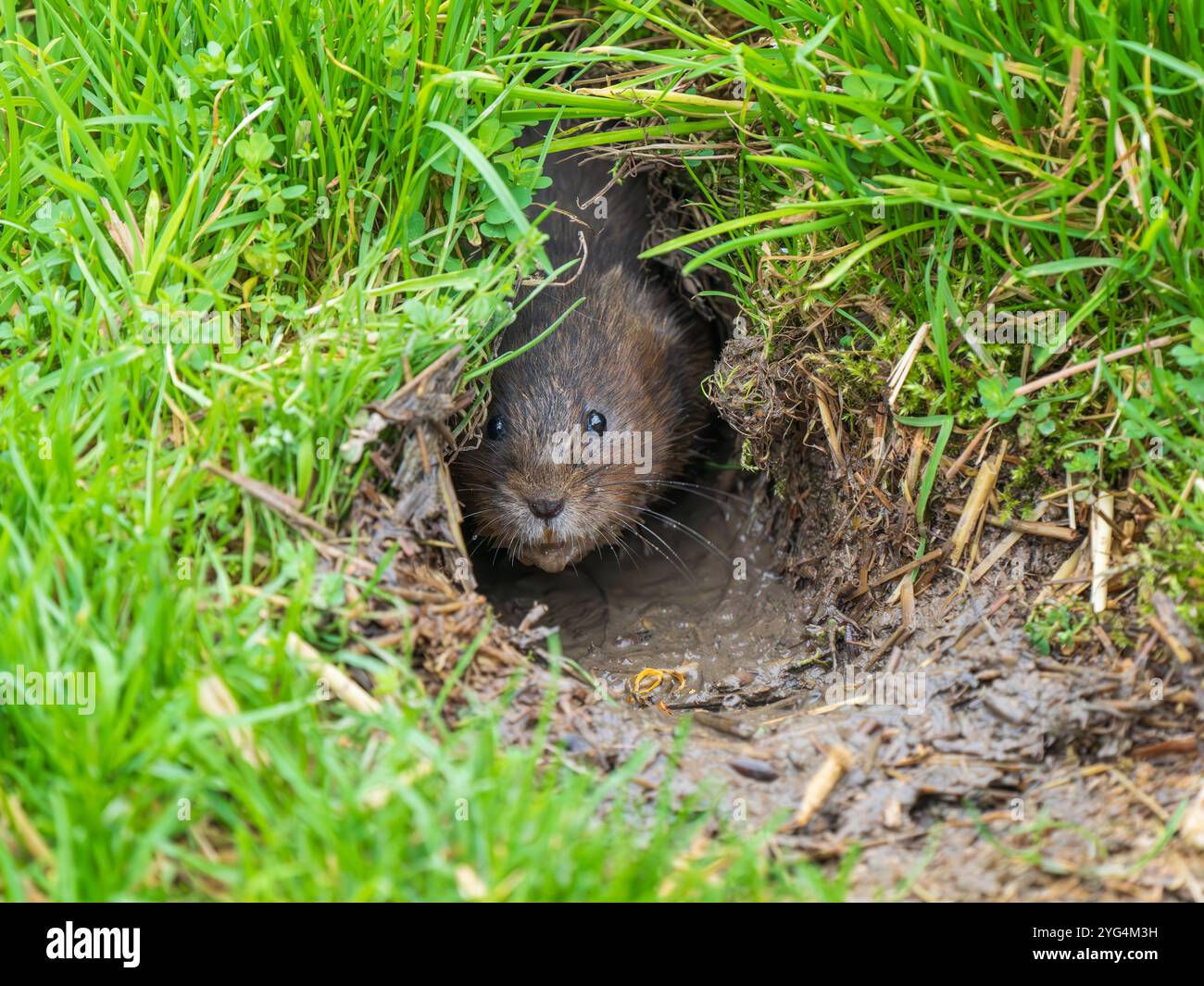 Watrer Vole Feeding From a Burrow Stock Photo - Alamy