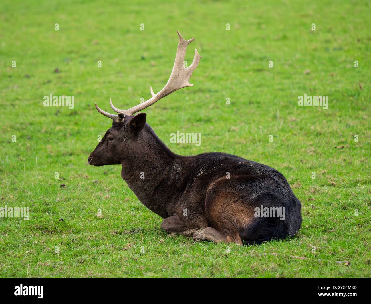 Broken antler hi-res stock photography and images - Alamy