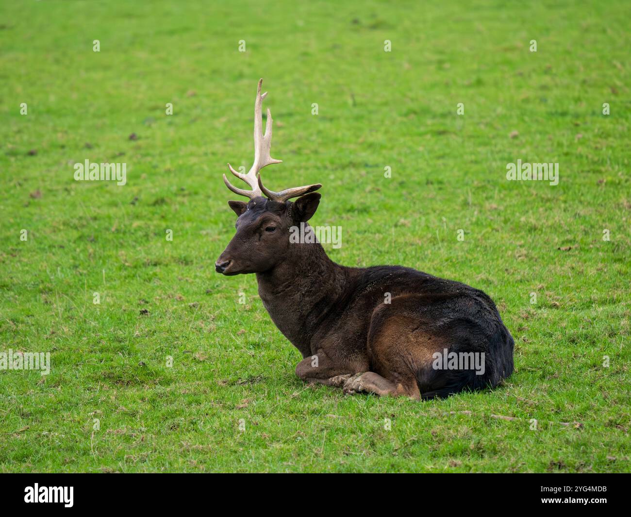 Fallow Deer With a Broken Antler Stock Photo - Alamy