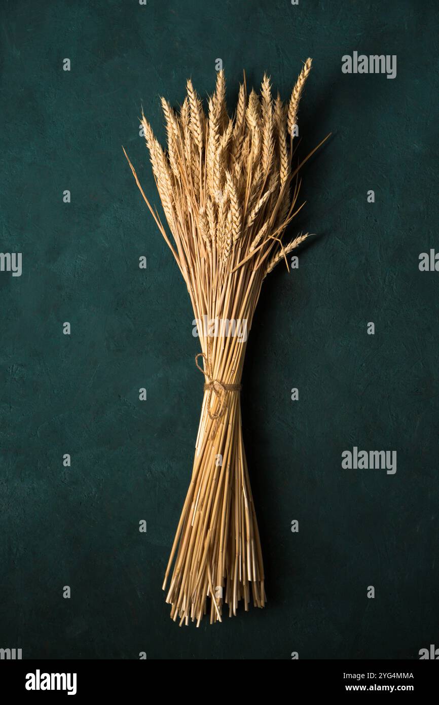 A large sheaf of wheat on a dark turquoise background, top view. A ...