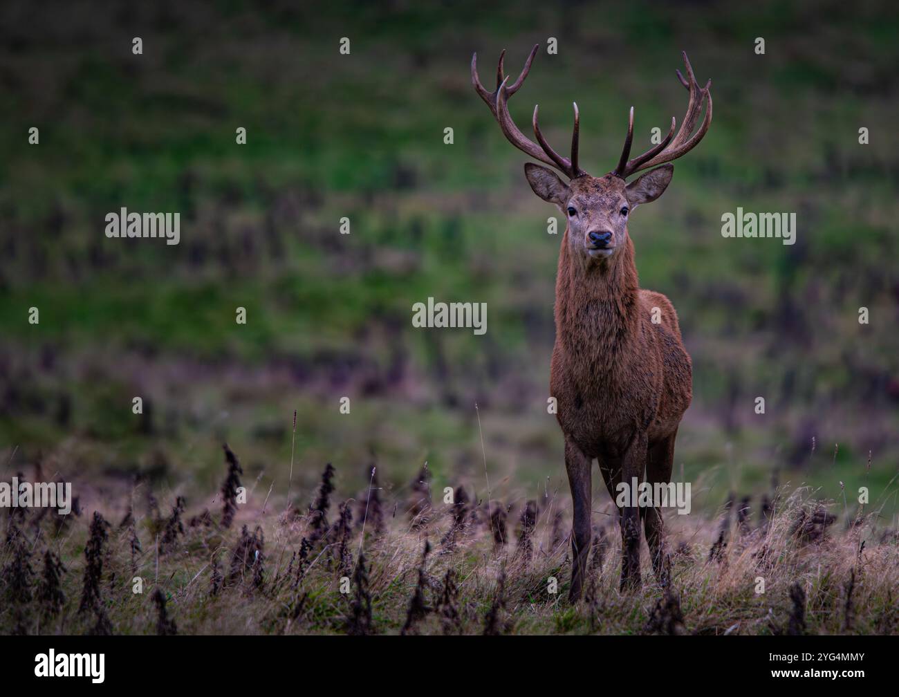 Dark stag hi-res stock photography and images - Alamy