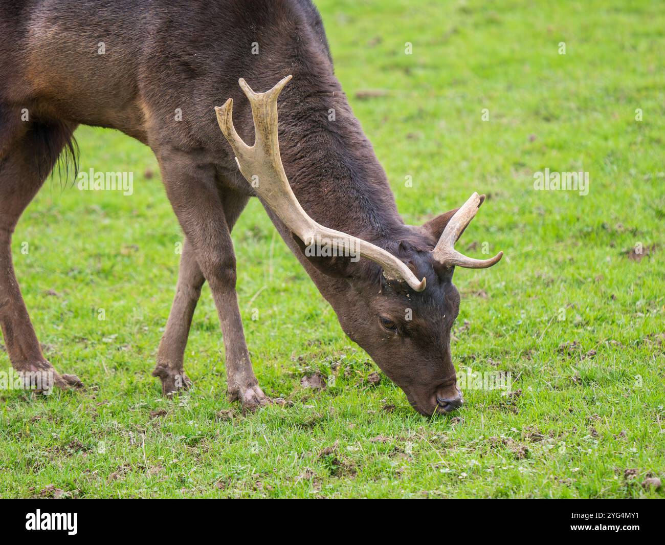 Fallow Deer With a Broken Antler Stock Photo - Alamy