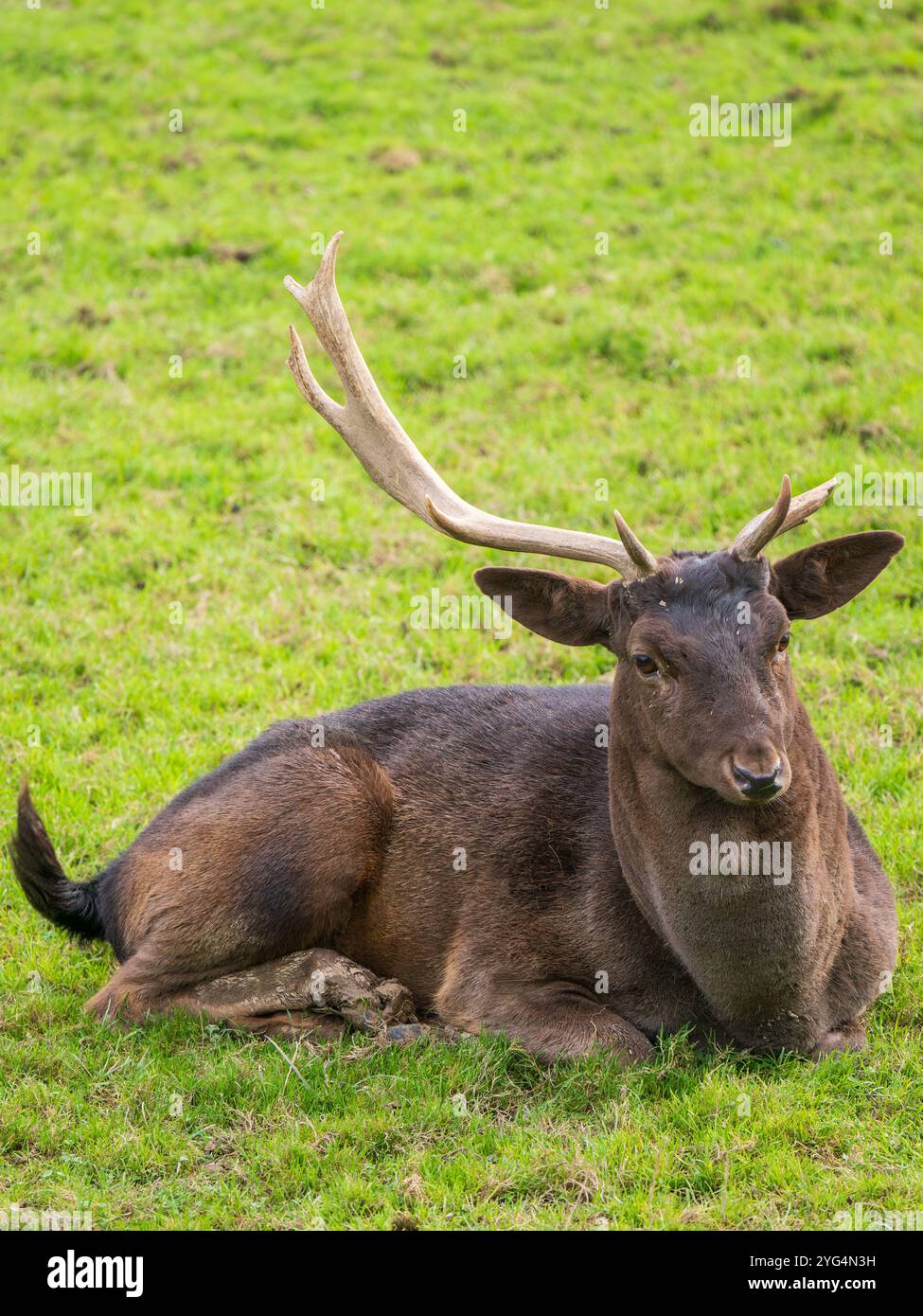 Fallow Deer With a Broken Antler Stock Photo - Alamy