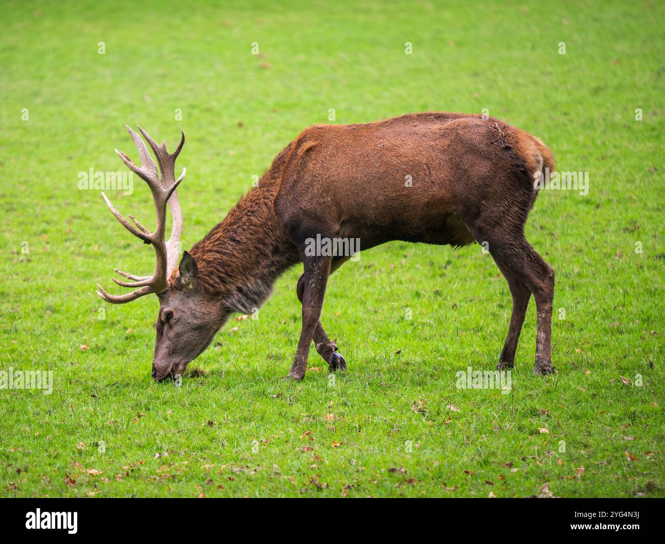 Reed Deer Stag Feeding on Grass Stock Photo - Alamy