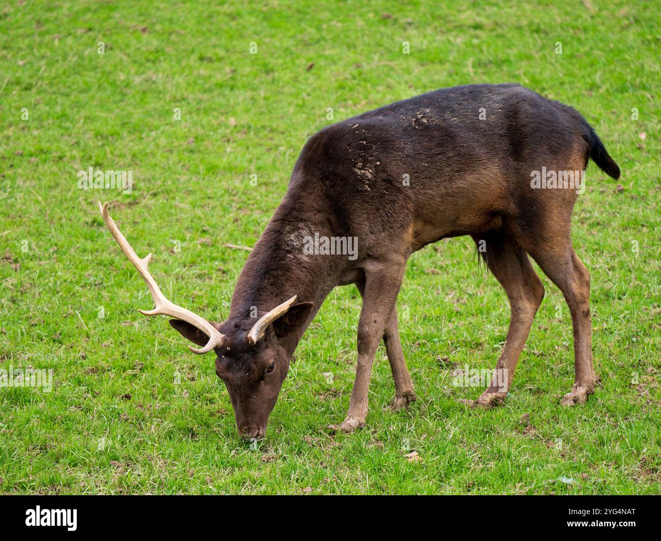 Broken antler hi-res stock photography and images - Alamy