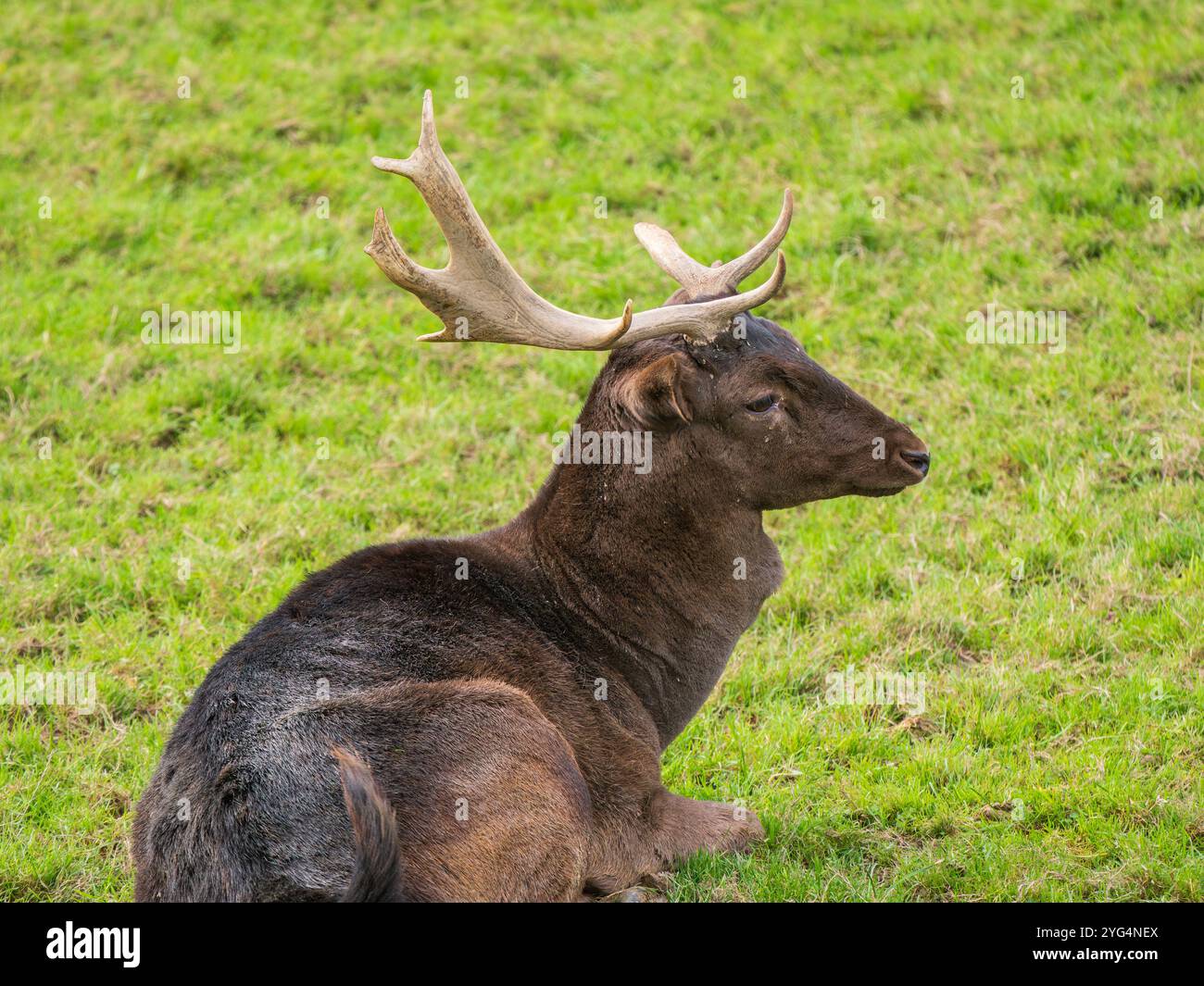 Dama dama buck broken hi-res stock photography and images - Alamy