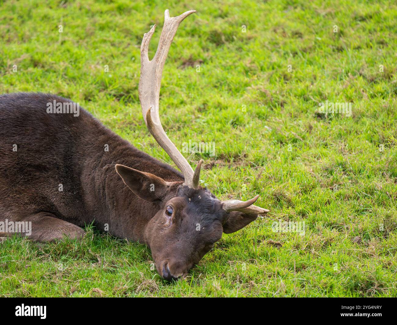 Broken antler hi-res stock photography and images - Alamy