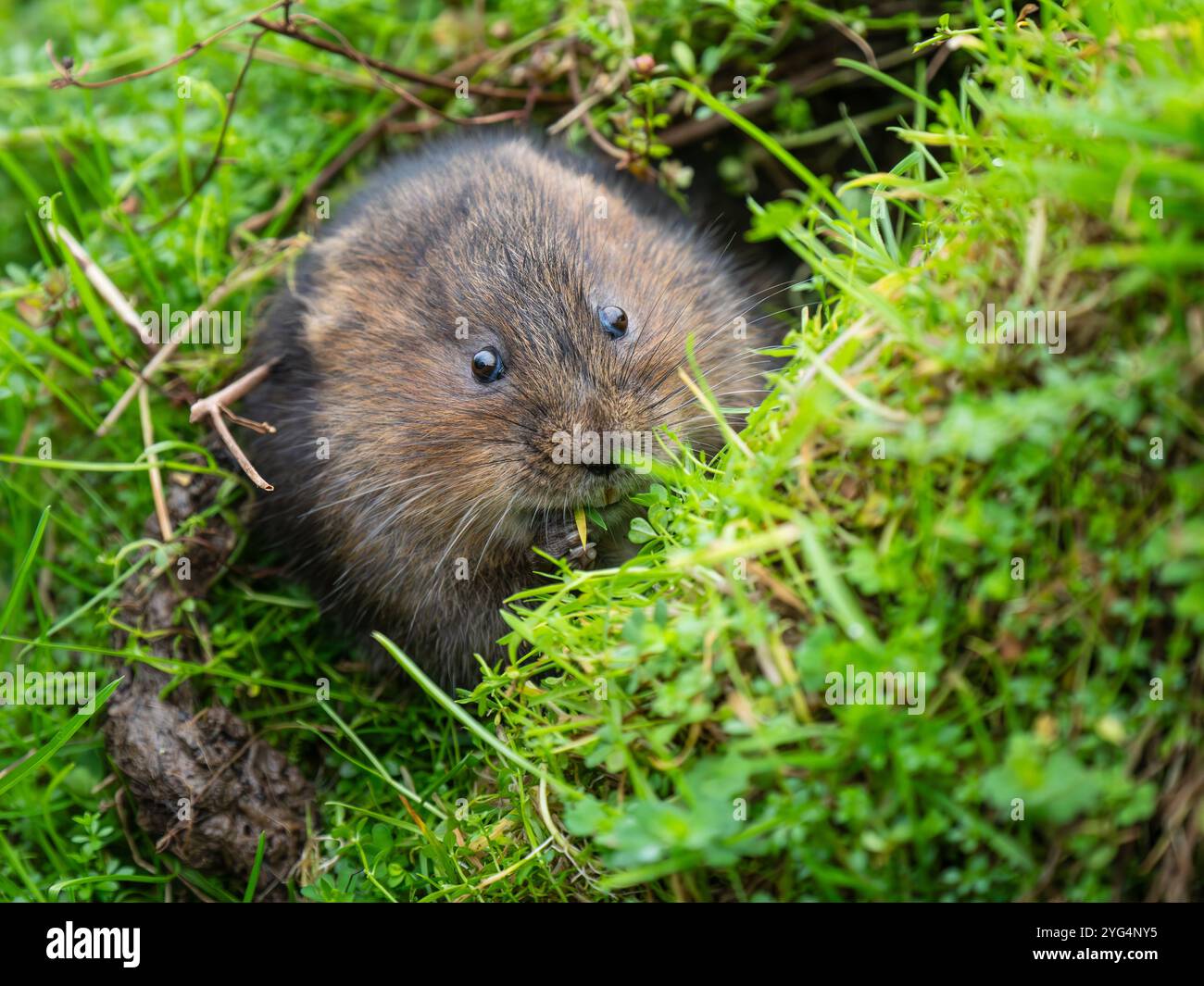 Watrer Vole Feeding From a Burrow Stock Photo - Alamy