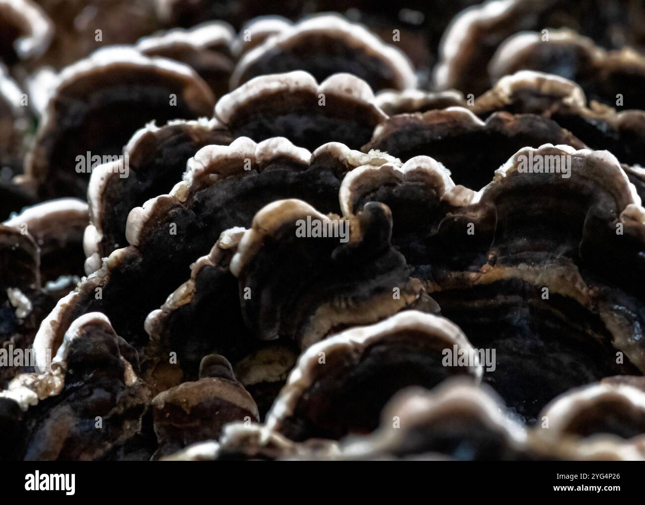 A detailed macro shot of Coriolus Versicolor , Turkey Tail Mushroom ...