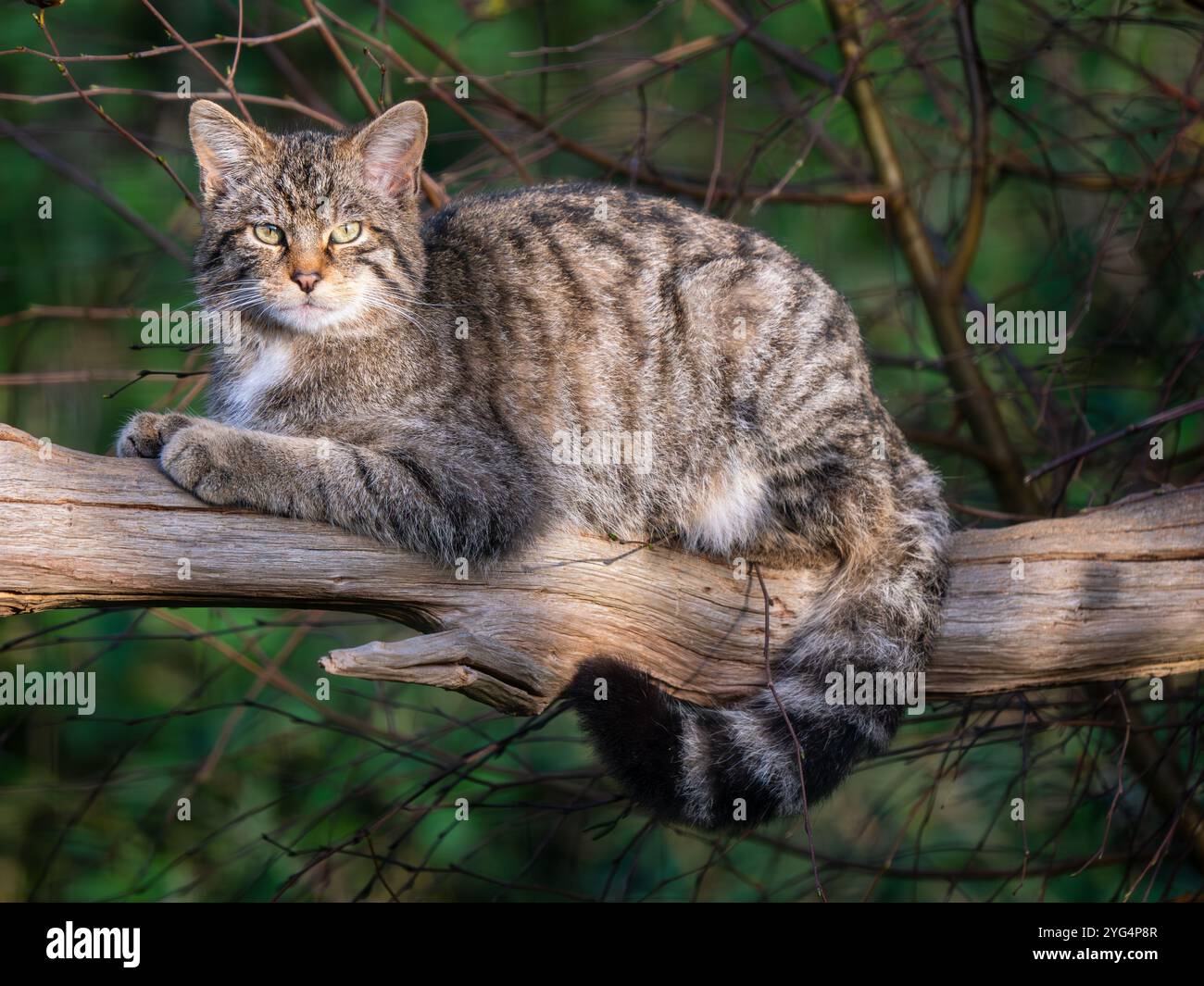Scottish wildcat sitting on a tree branch hi-res stock photography and ...