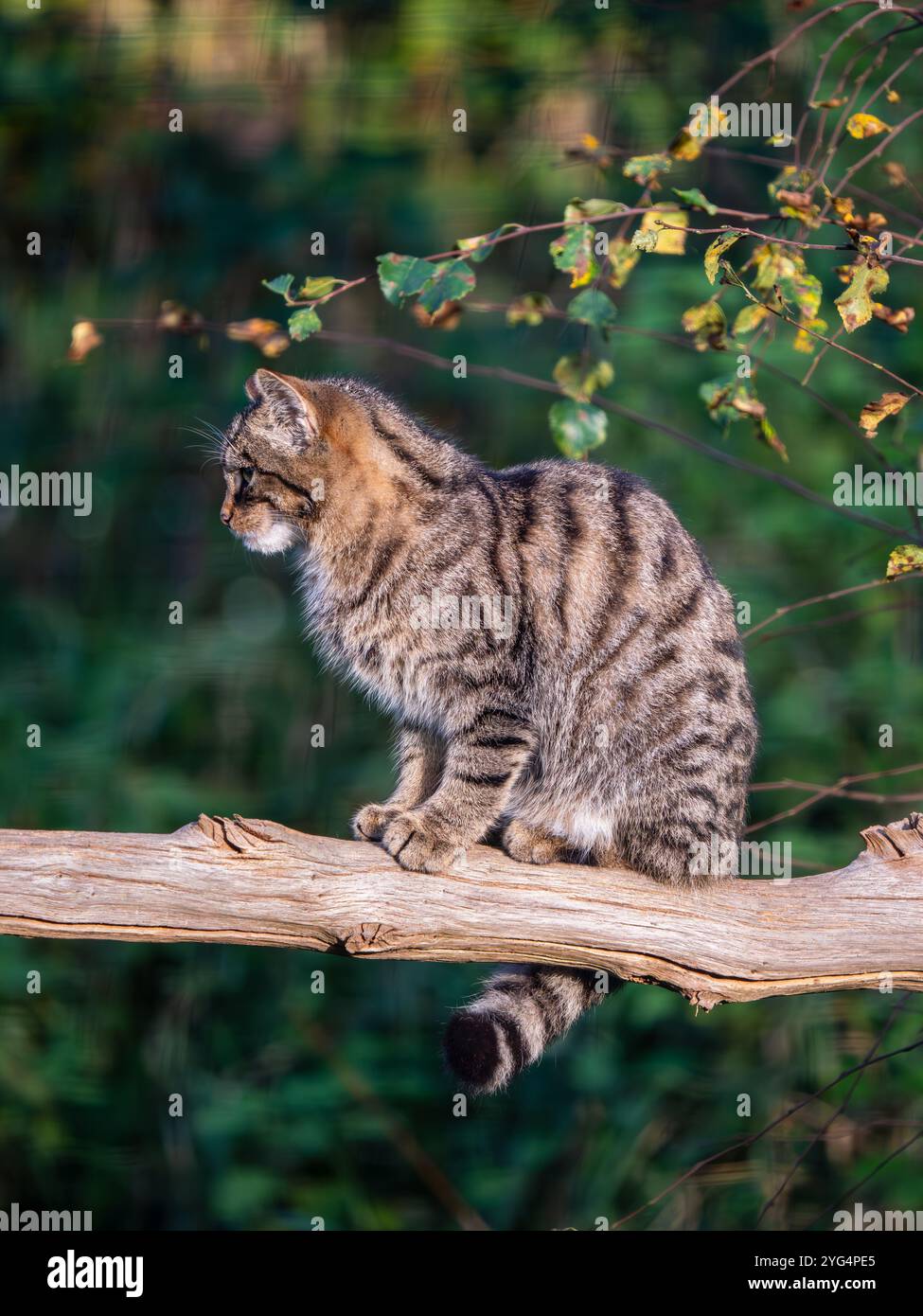 Scottish wildcat sitting on a tree branch hi-res stock photography and ...