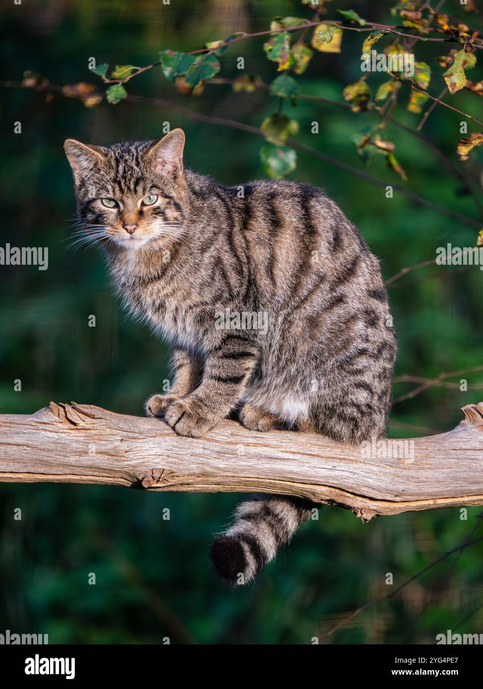 Scottish wildcat sitting on a tree branch hi-res stock photography and ...