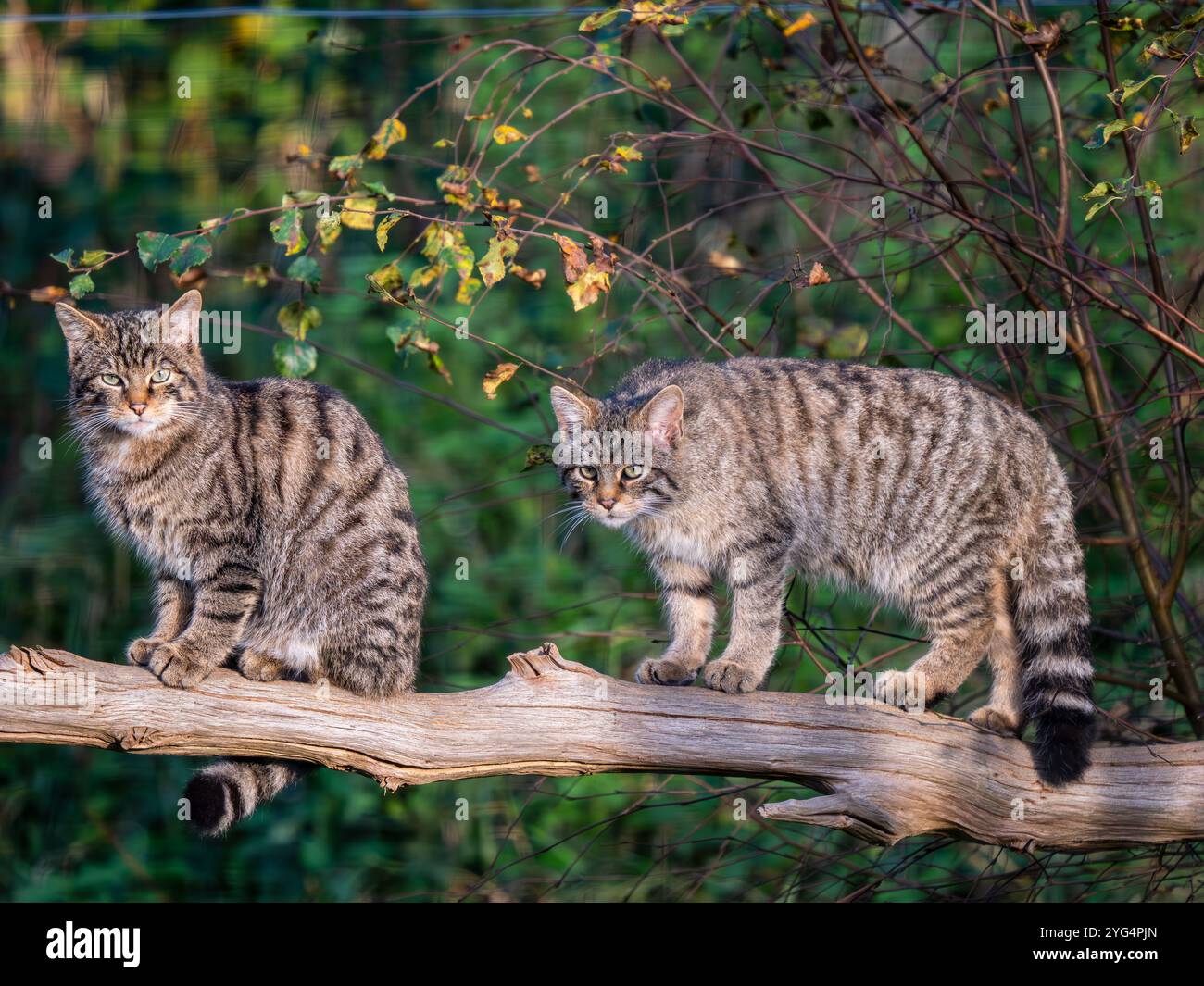 Scottish wildcat sitting on hi-res stock photography and images - Alamy