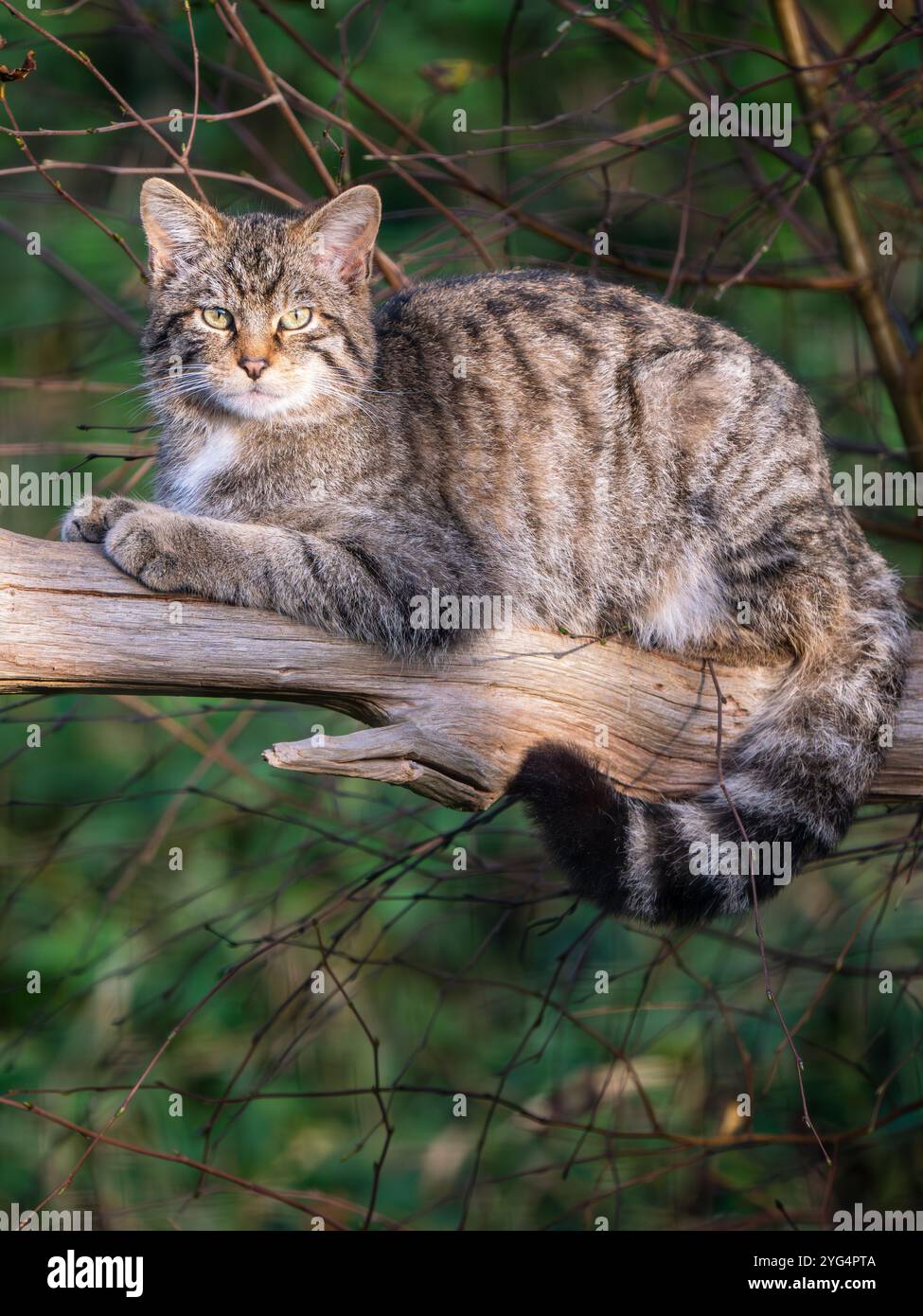 Young european wildcat sitting hi-res stock photography and images - Alamy