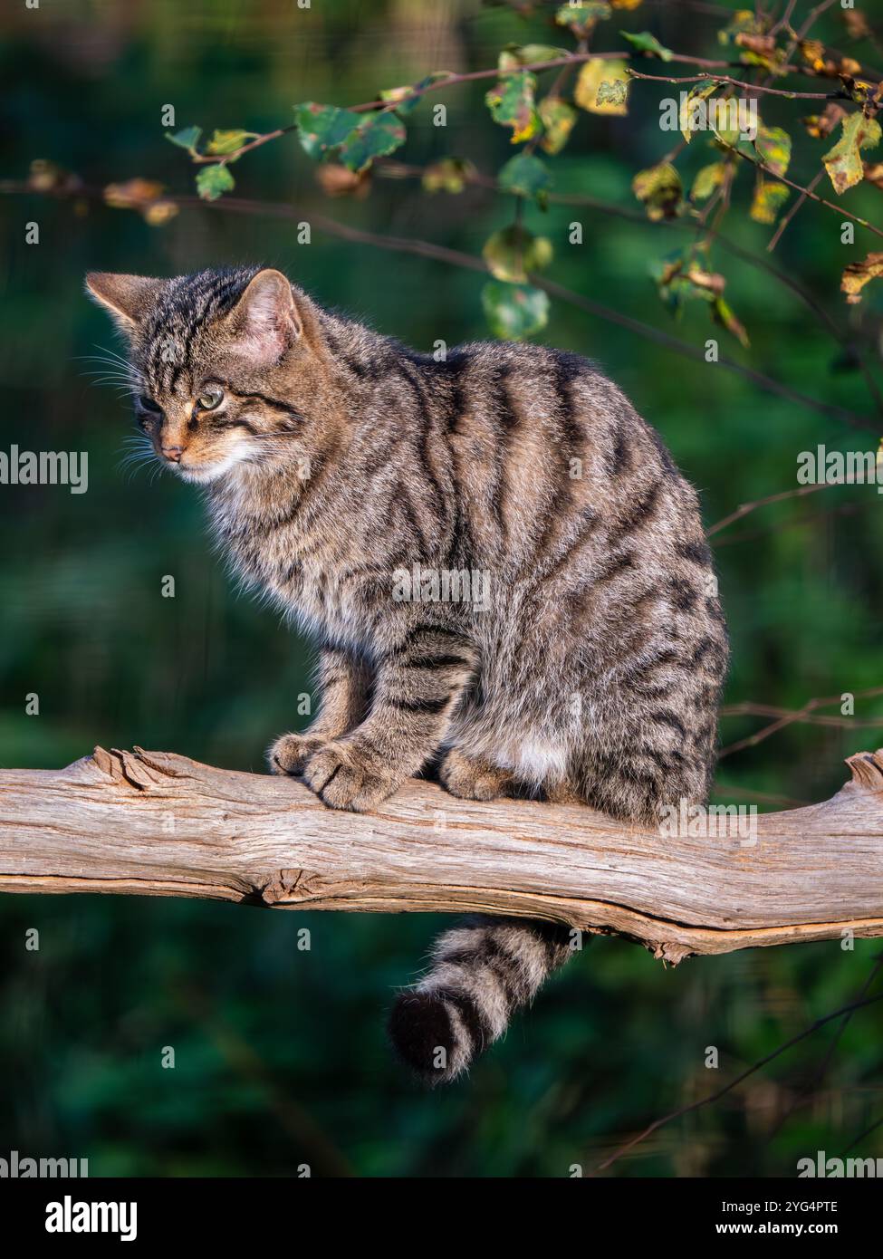 Scottish Wildcat Sitting on a Branch Stock Photo - Alamy