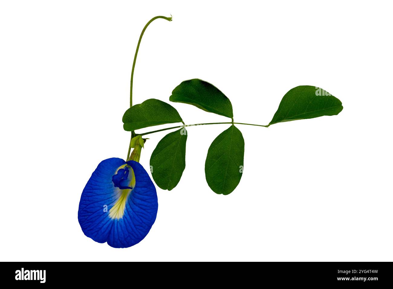 Blooming single blue butterfly pea flower or Clitoria ternatea flower ...