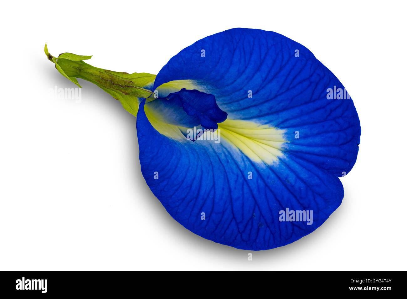 Top view of blooming single blue butterfly pea flower or Clitoria ...