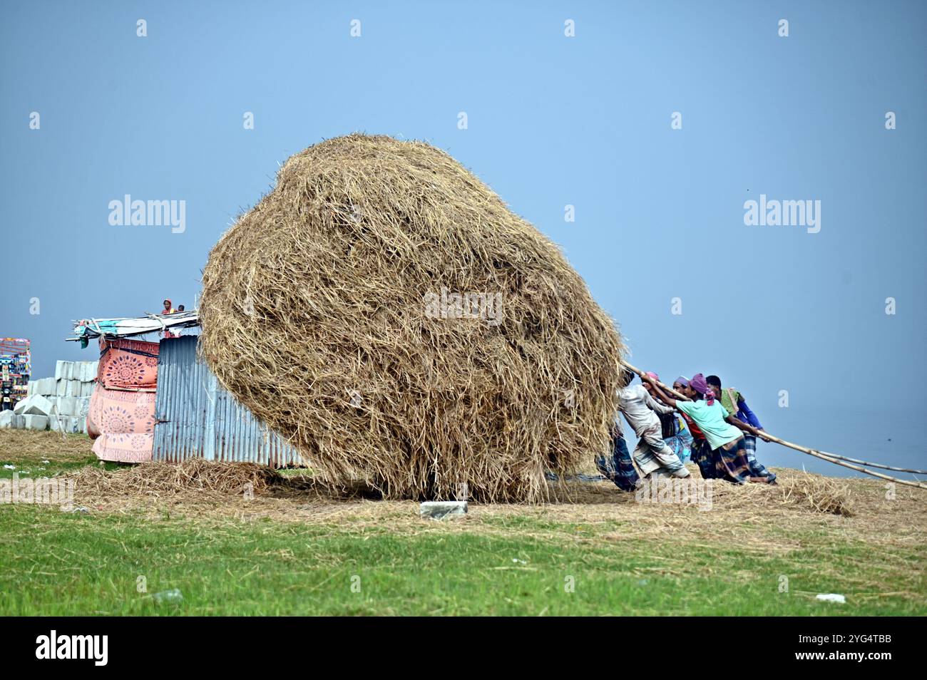 Dhaka, Bangladesh. 06th Nov, 2024. Hay is widely used as cattle feed in ...
