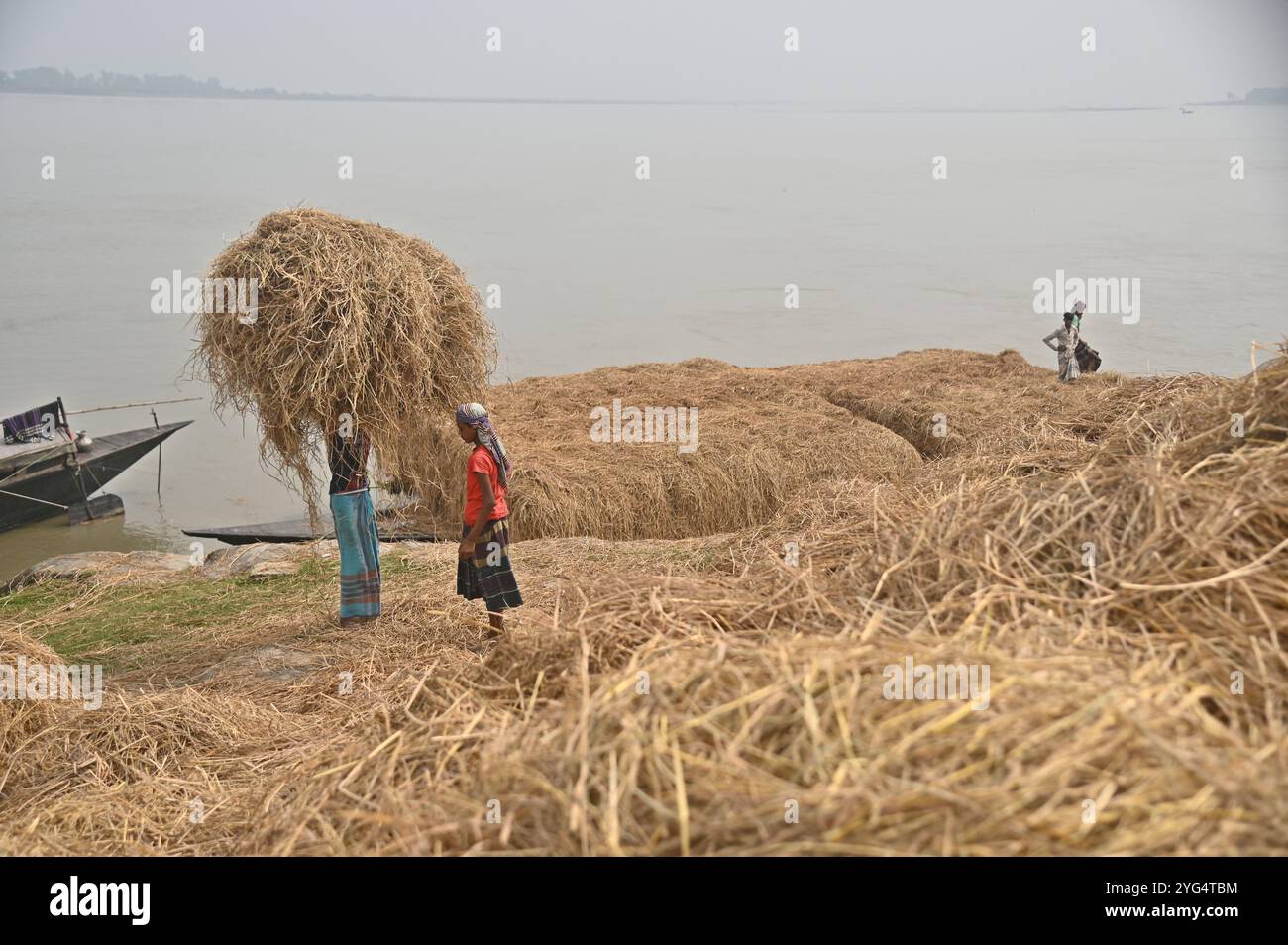 Dhaka, Bangladesh. 06th Nov, 2024. Hay is widely used as cattle feed in ...