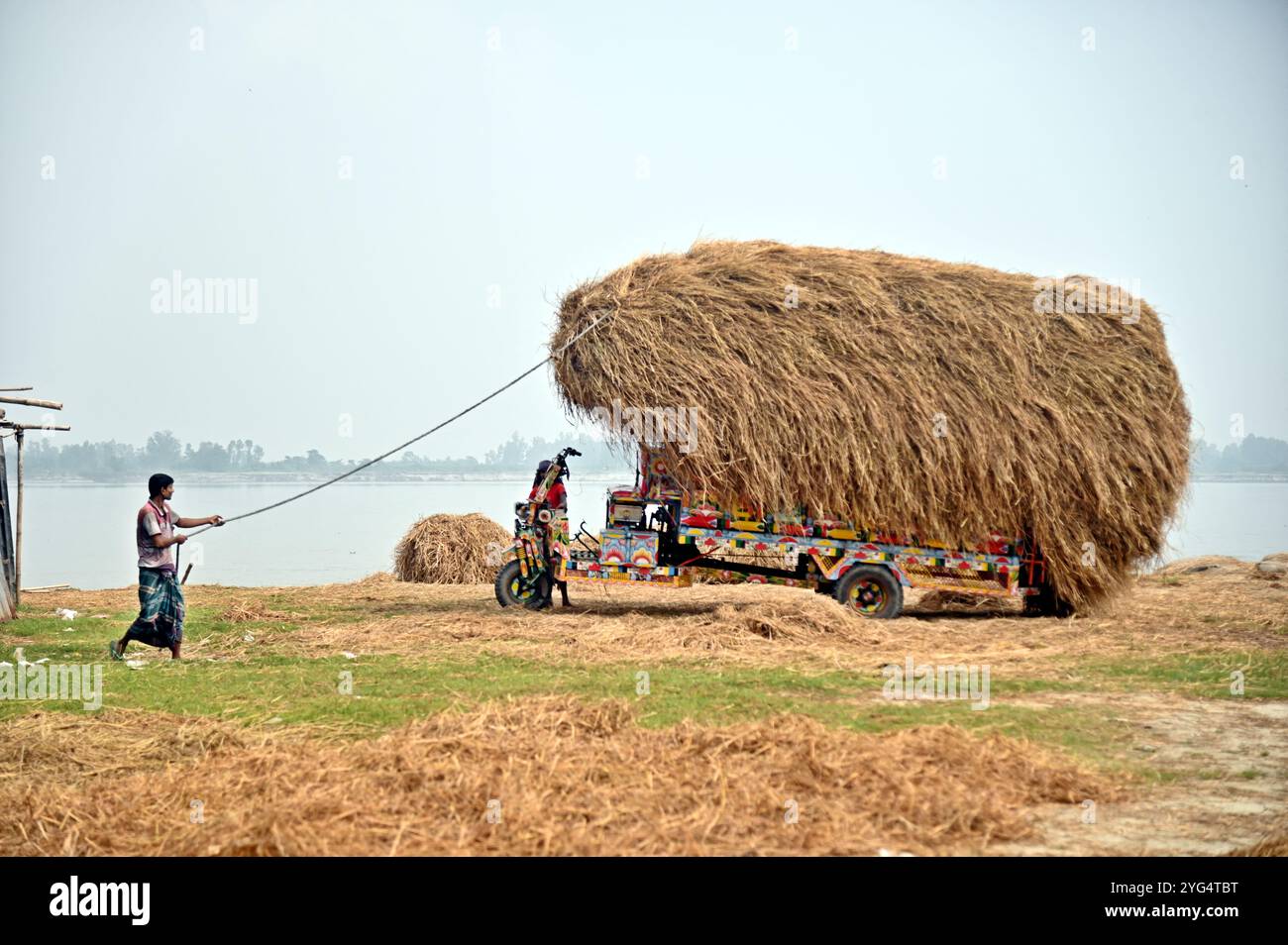 Dhaka, Bangladesh. 06th Nov, 2024. Hay is widely used as cattle feed in ...