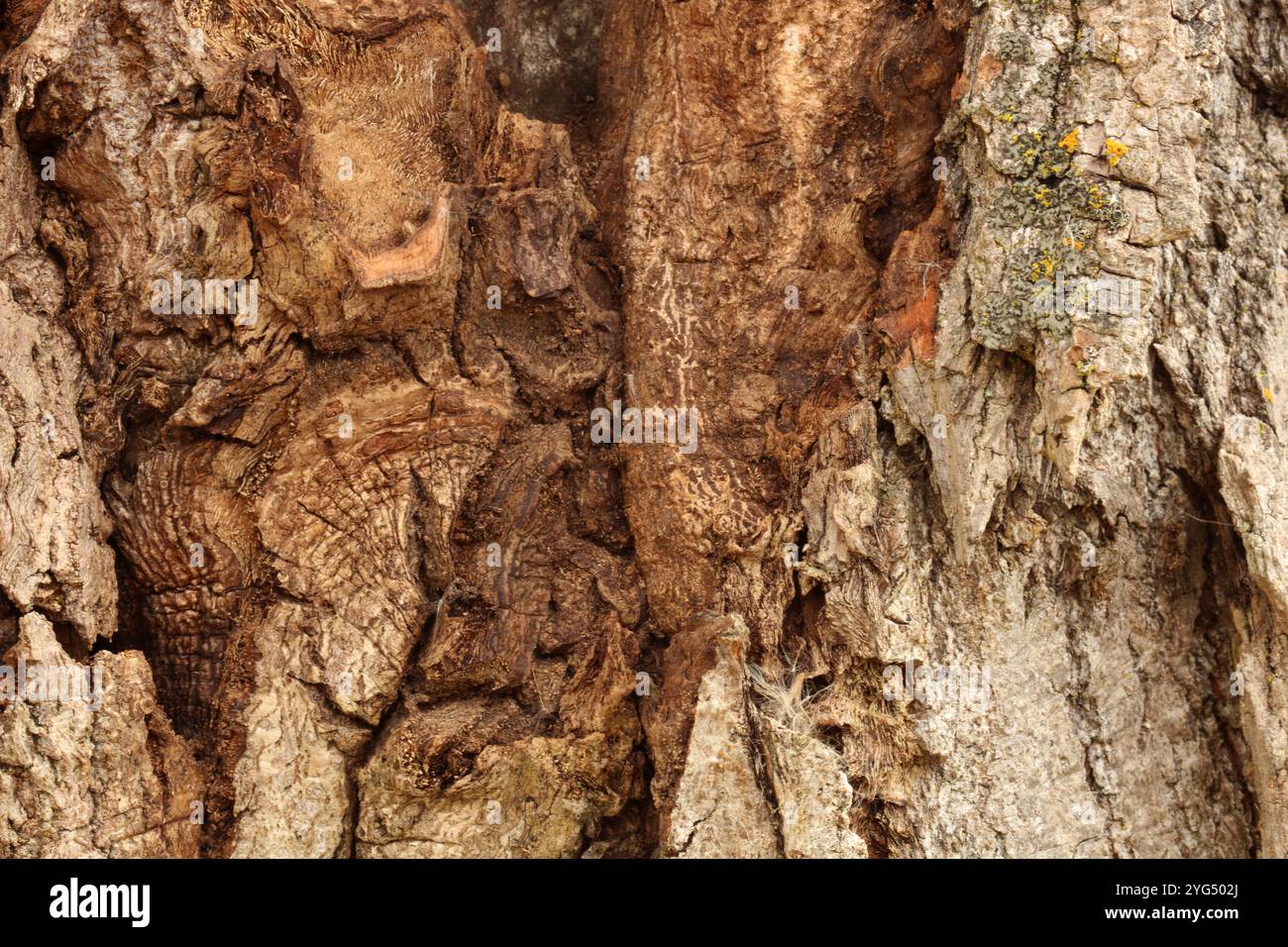 Extreme close up of the bark of a Cottonwood tree with several ...