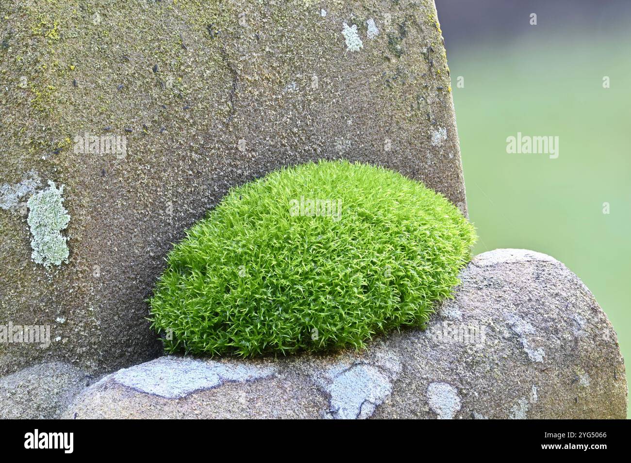 Wall Screw Moss (Tortula muralis) growing on a gravesone in a ...