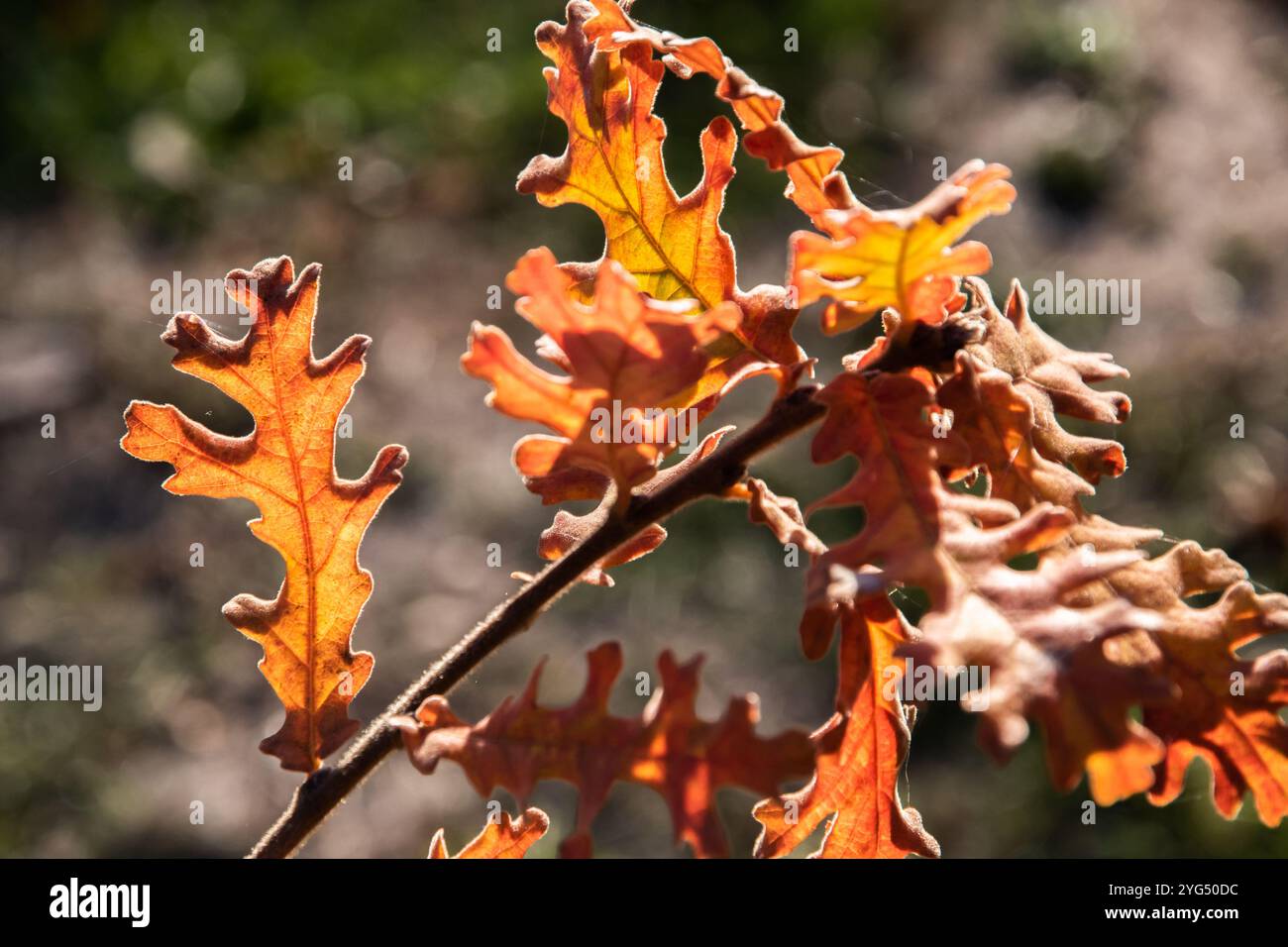 Oak tree leaves lit by setting autumn sun closeup as natural background ...