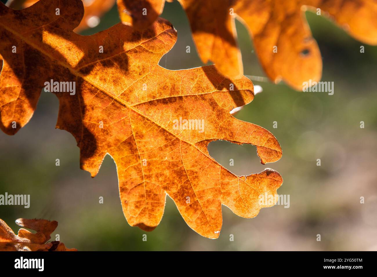 Oak tree leaves lit by setting autumn sun closeup as natural background ...