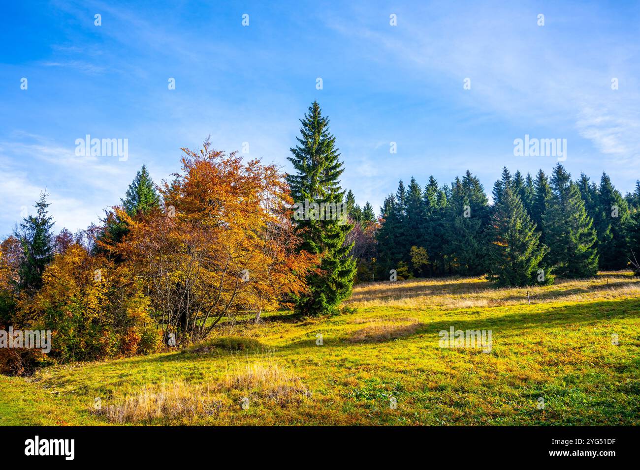 Deciduous trees showcases hi-res stock photography and images - Alamy