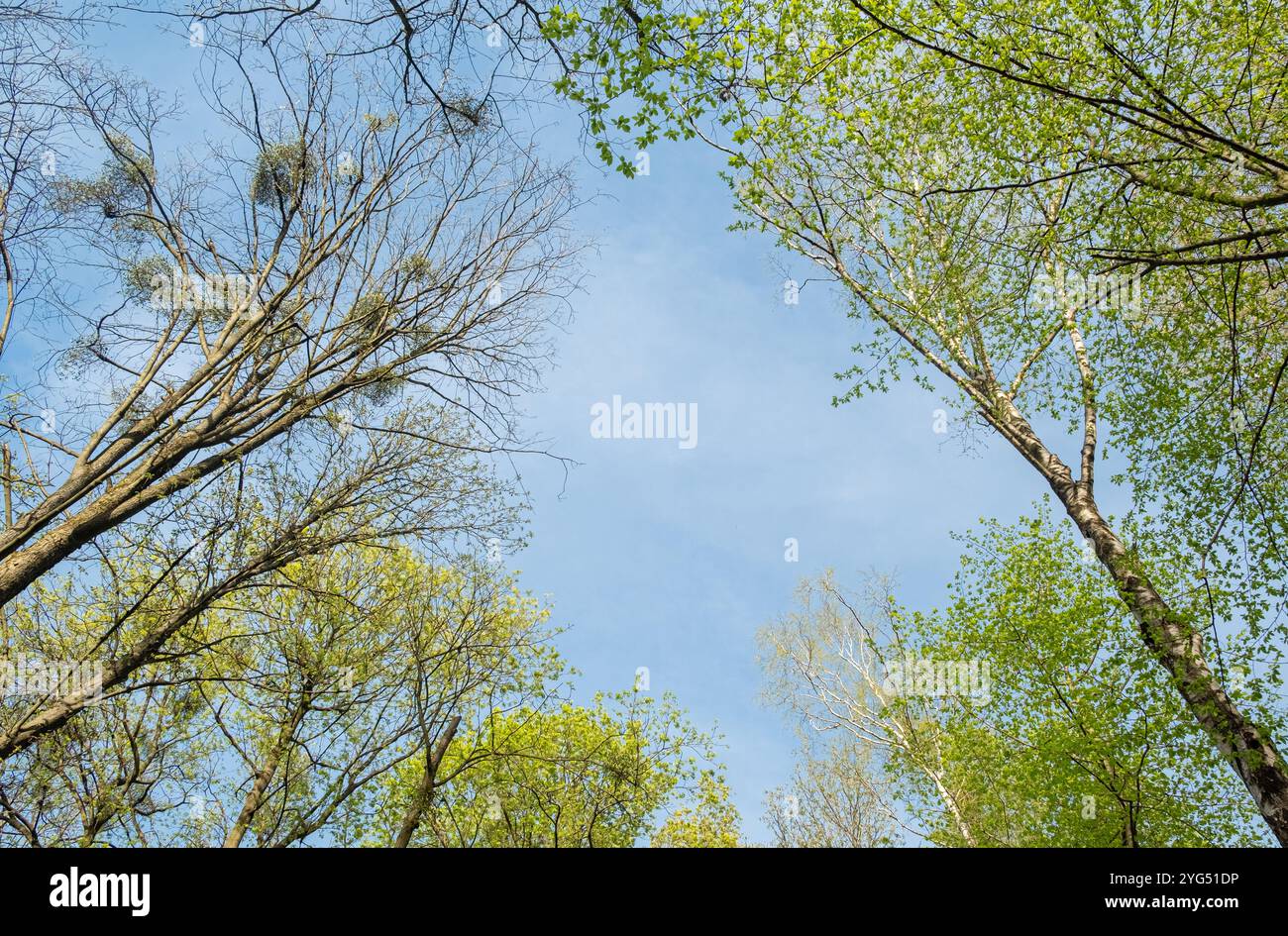 Blue sky with clouds in a frame of spring tree crowns. Springtime Stock ...