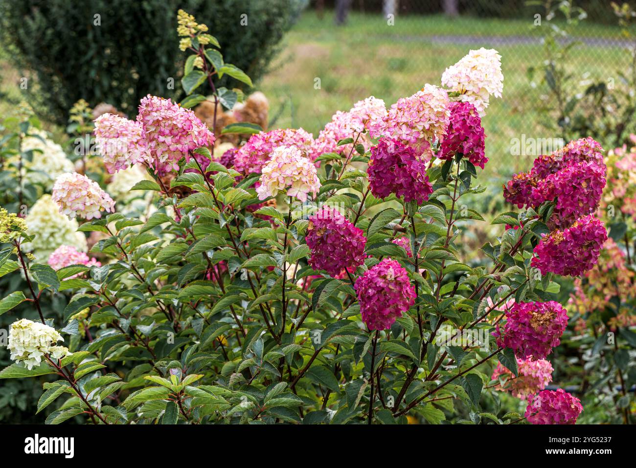 Growing hydrangea paniculata in the garden. Autumn coloring of flowers ...