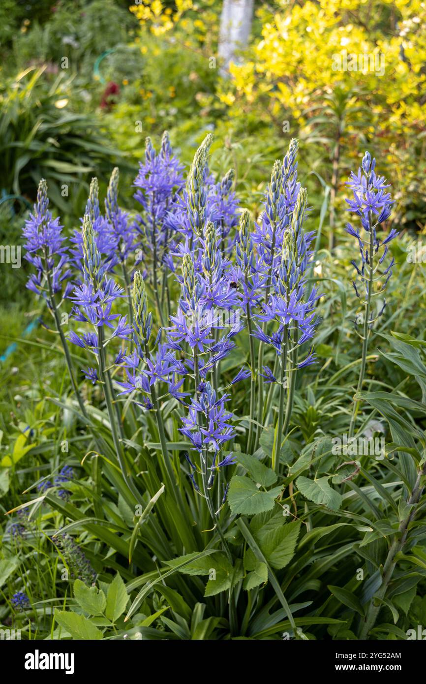 Camassia leichtlinii Caerulea flower in a garden Stock Photo - Alamy