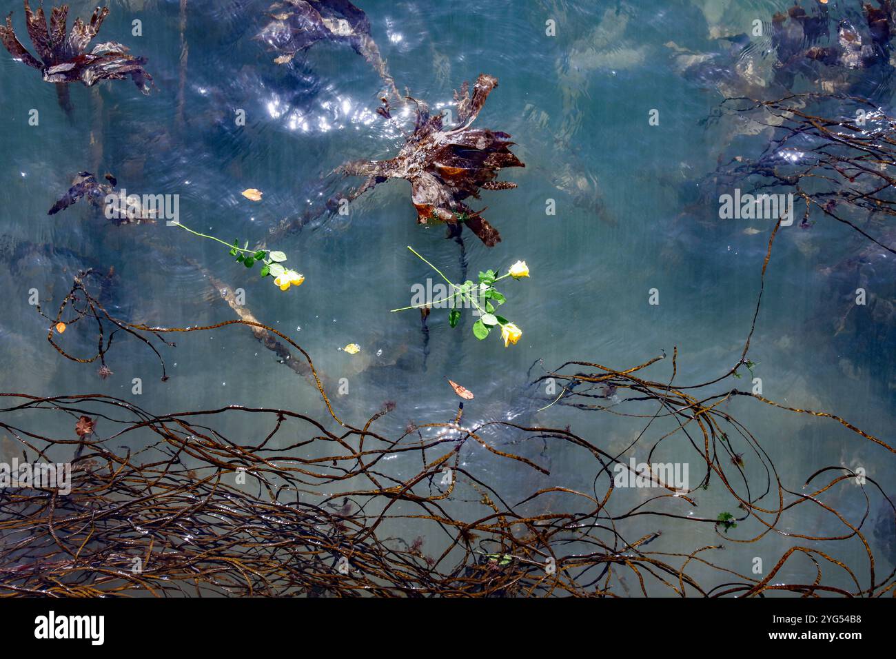 Yellow memorial roses thrown onto the sea, casting flowers, an act of ...