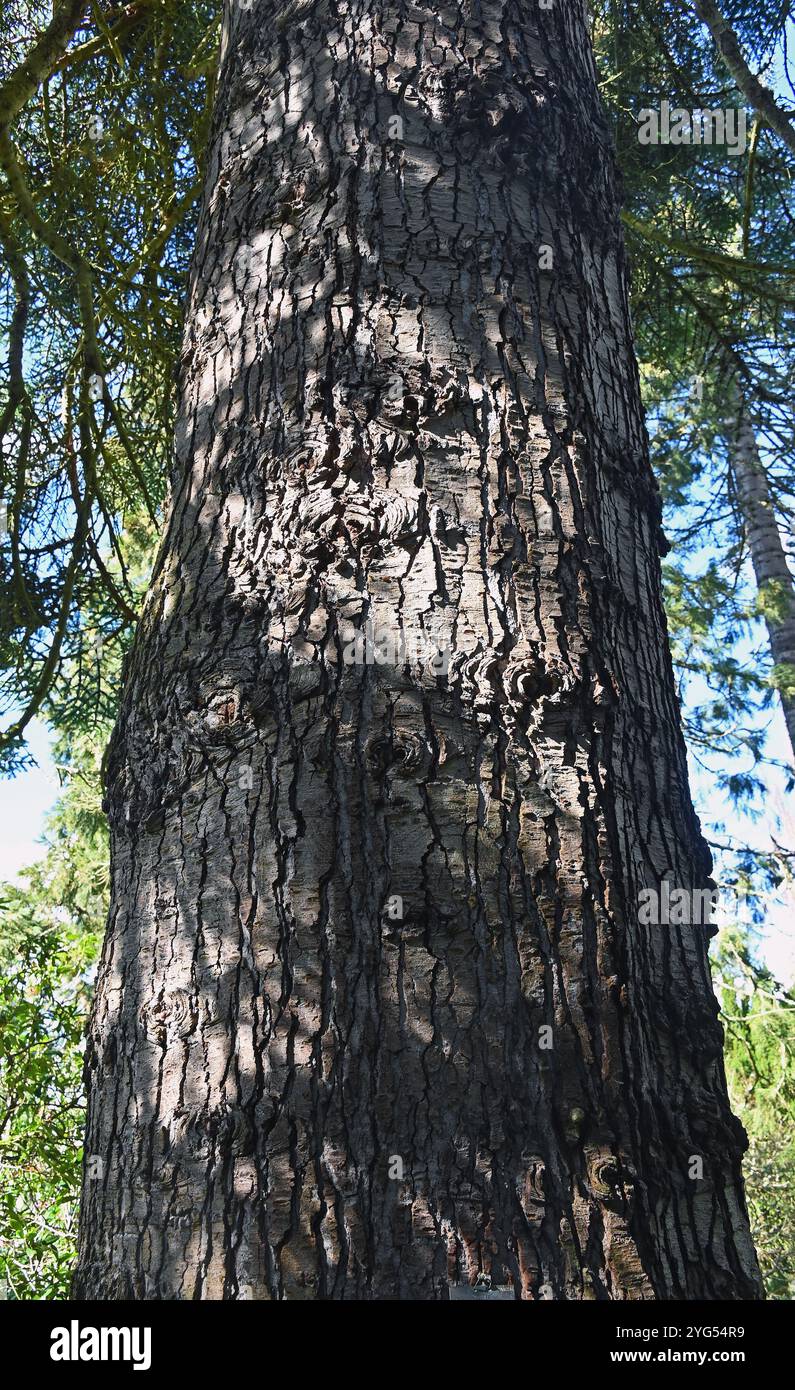 Noble Fir (Abies procera). Dawyck Botanic Gardens, Stobo, Scottish ...