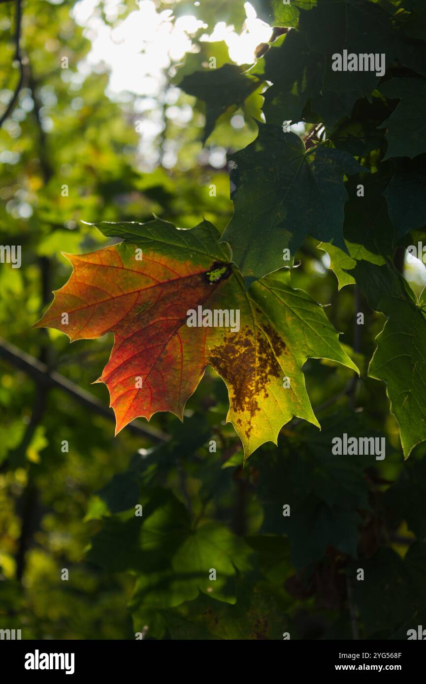 Sunlight shines through a maple leaf in autumn, revealing vibrant ...