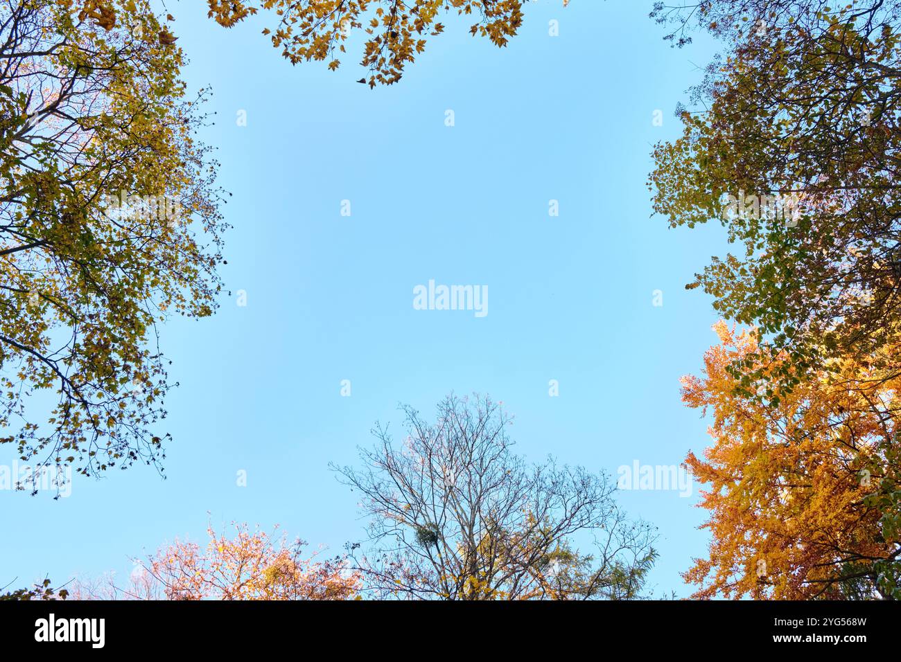 Yellow crowns hi-res stock photography and images - Alamy