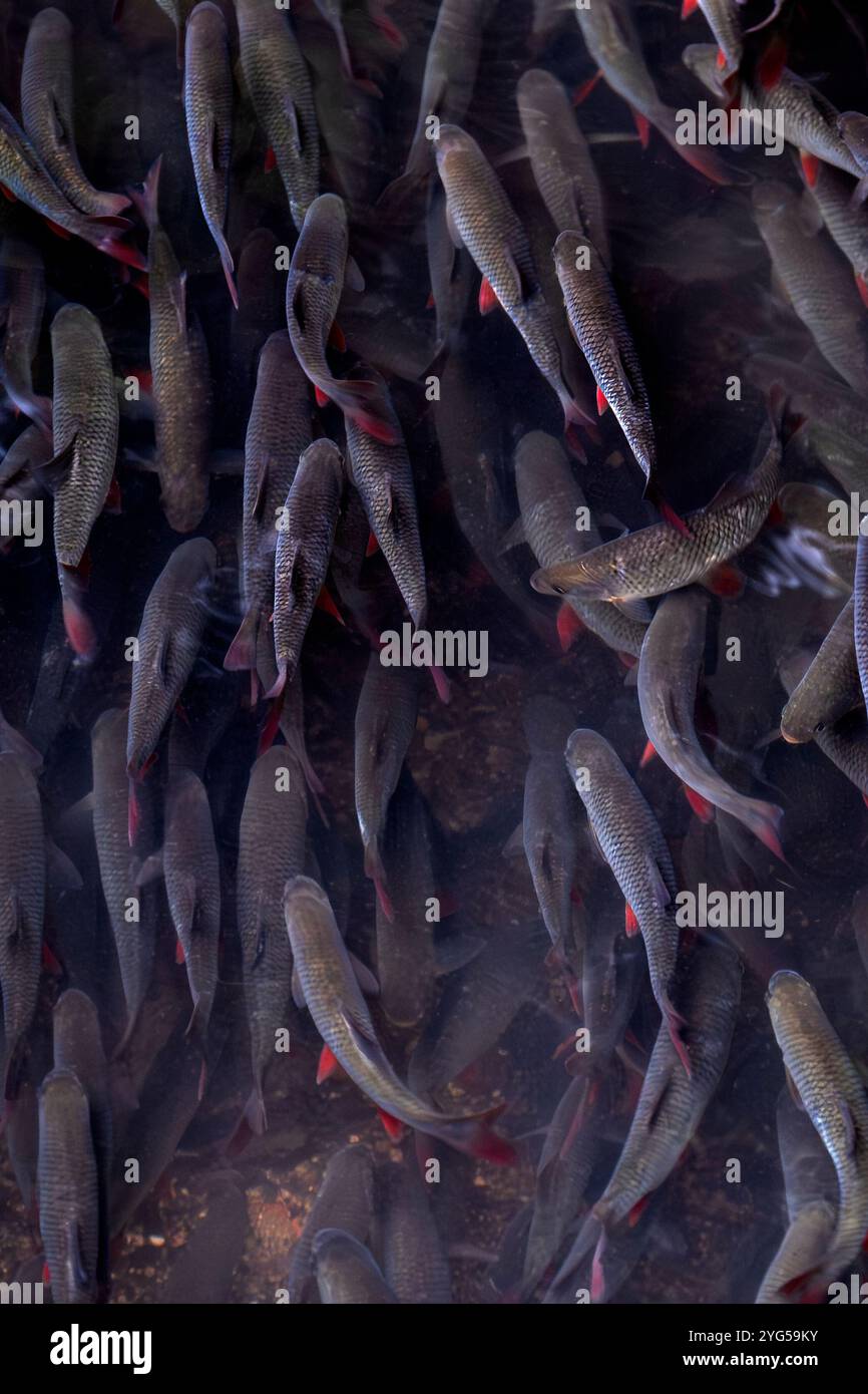A shoal of Roach Rutilus rutilus in a stream in Trenance Gardens in ...