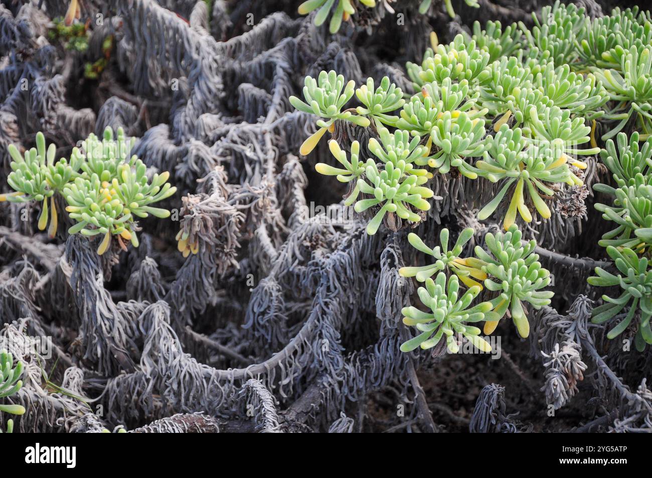 Vibrant green succulents thrive amidst a backdrop of withered, twisted ...