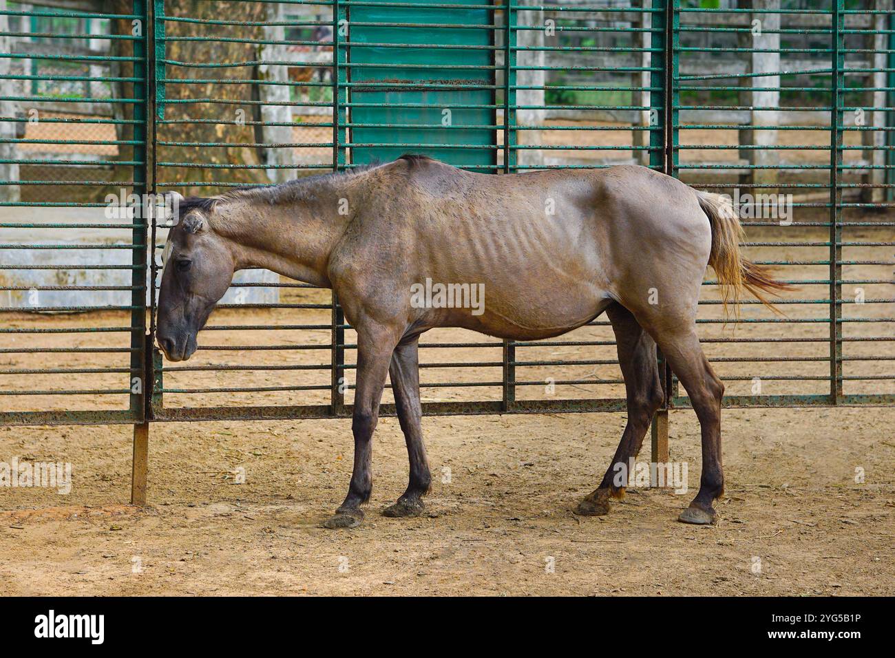 Mare Horse Standing And Posing In The Caged Animal Farm Stock Photo - Alamy