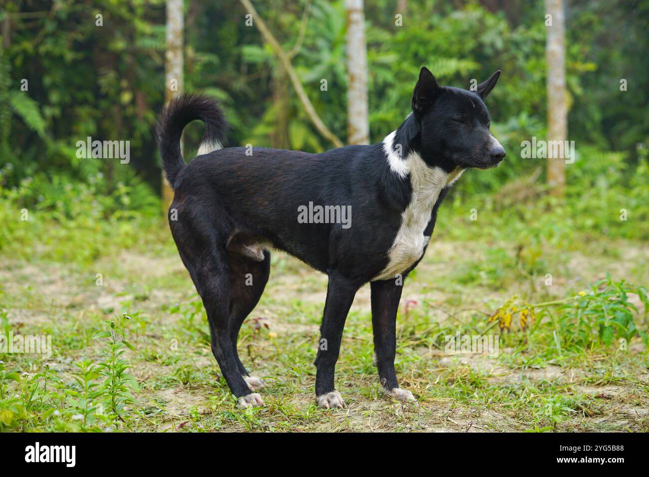 Telomian hi-res stock photography and images - Alamy