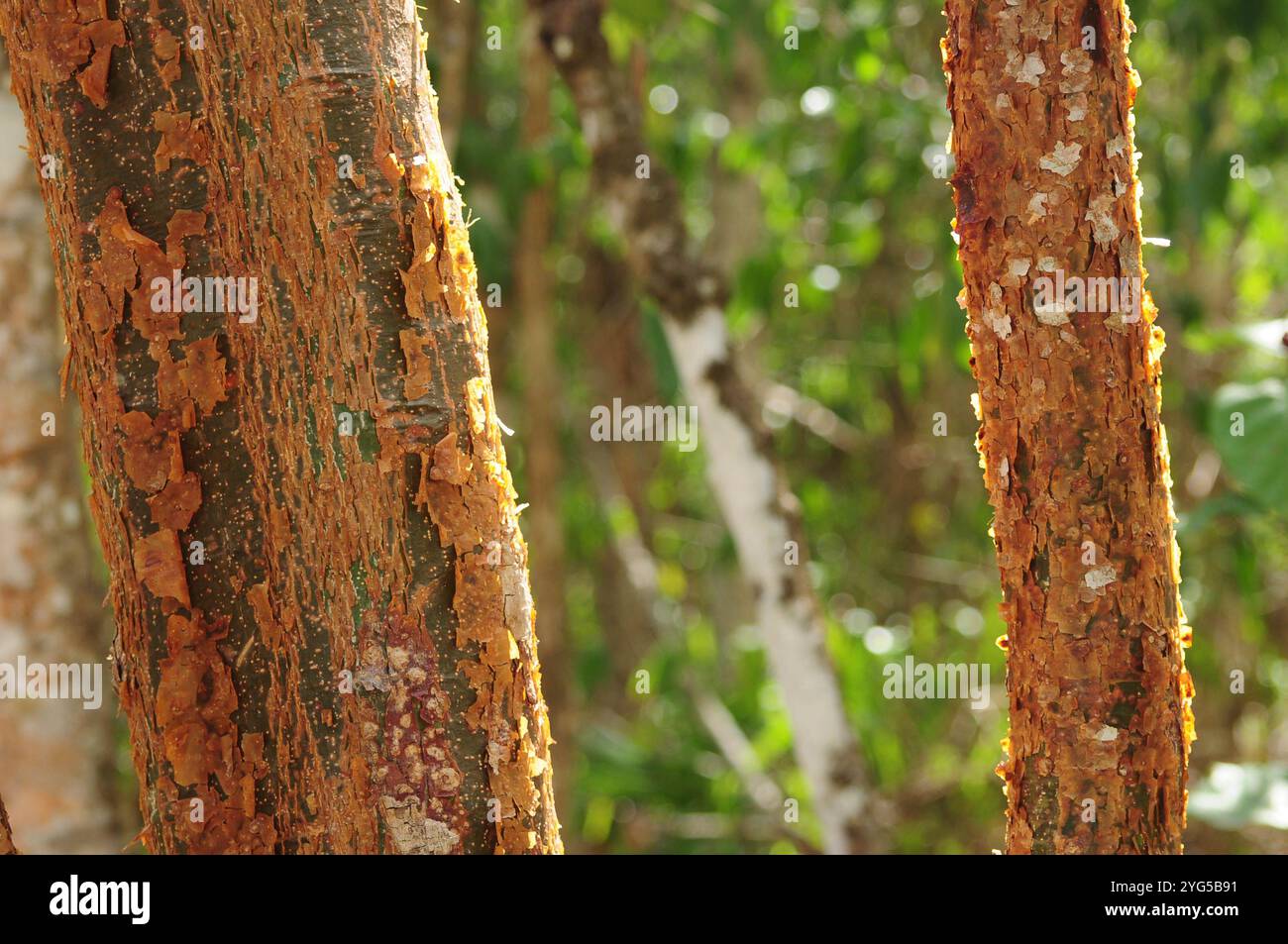 Tree bark textures and patterns in a lush green forest setting Stock ...