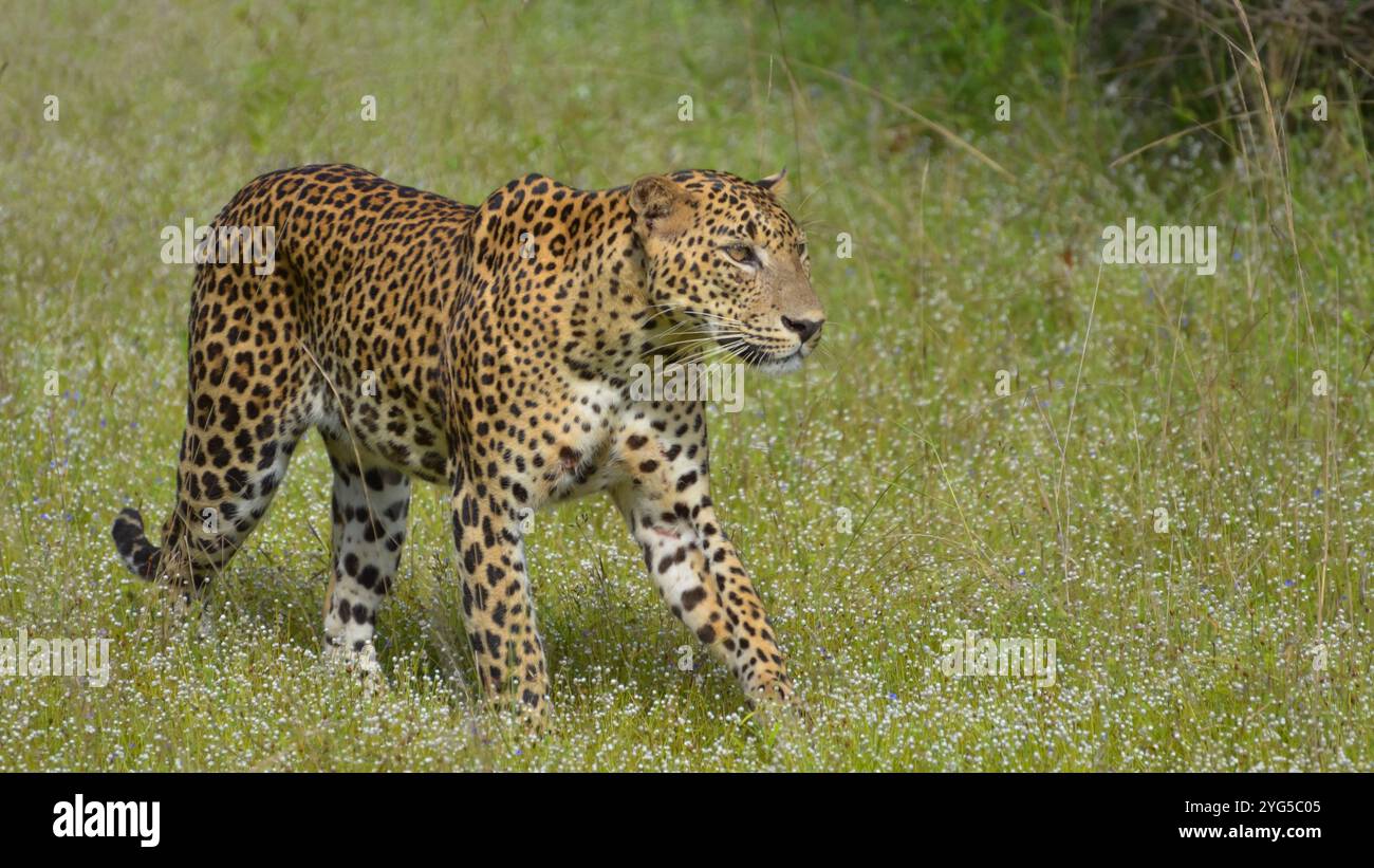 The Sri Lankan Leopard (Panthera pardus kotiya Stock Photo - Alamy
