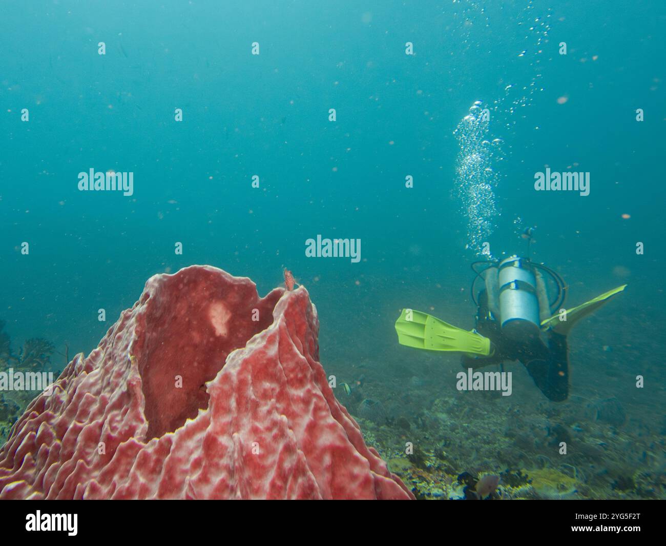 A scuba diver is blowing air bubbles and swimming past while swimming ...